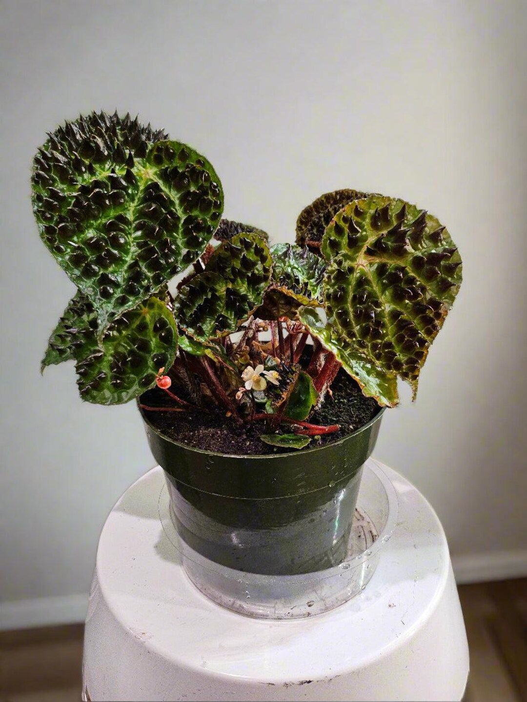 Begonia Ferox | Fierce Begonia Rare Plant - Etsy