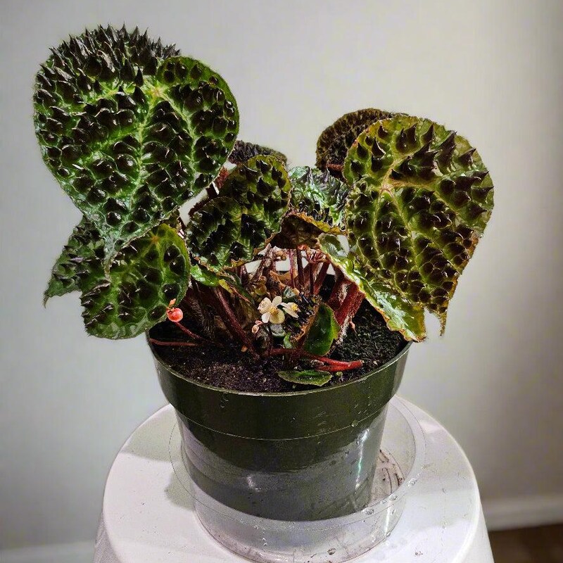 Begonia - Etsy