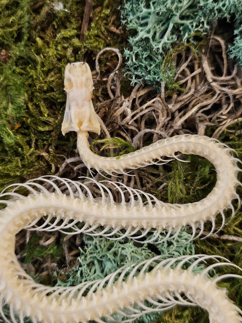 Reclamation: Framed Snake Skeleton Mixed-media Moss Art - Etsy
