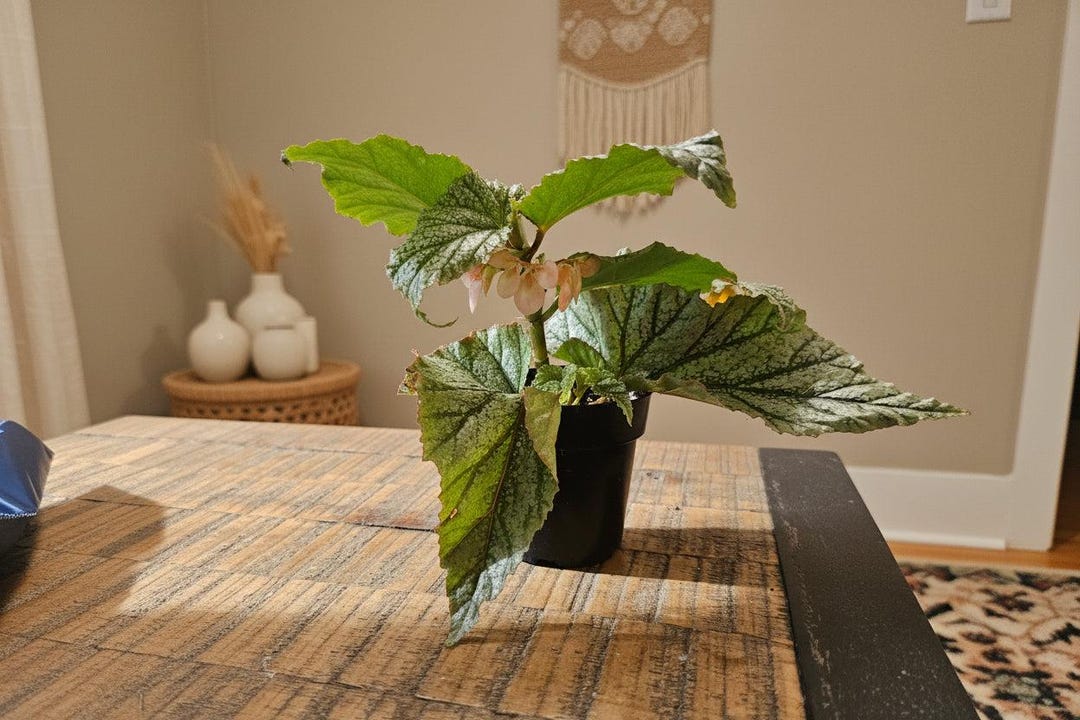 Begonia Angelwing ‘frosty’ 3" Plant - Etsy
