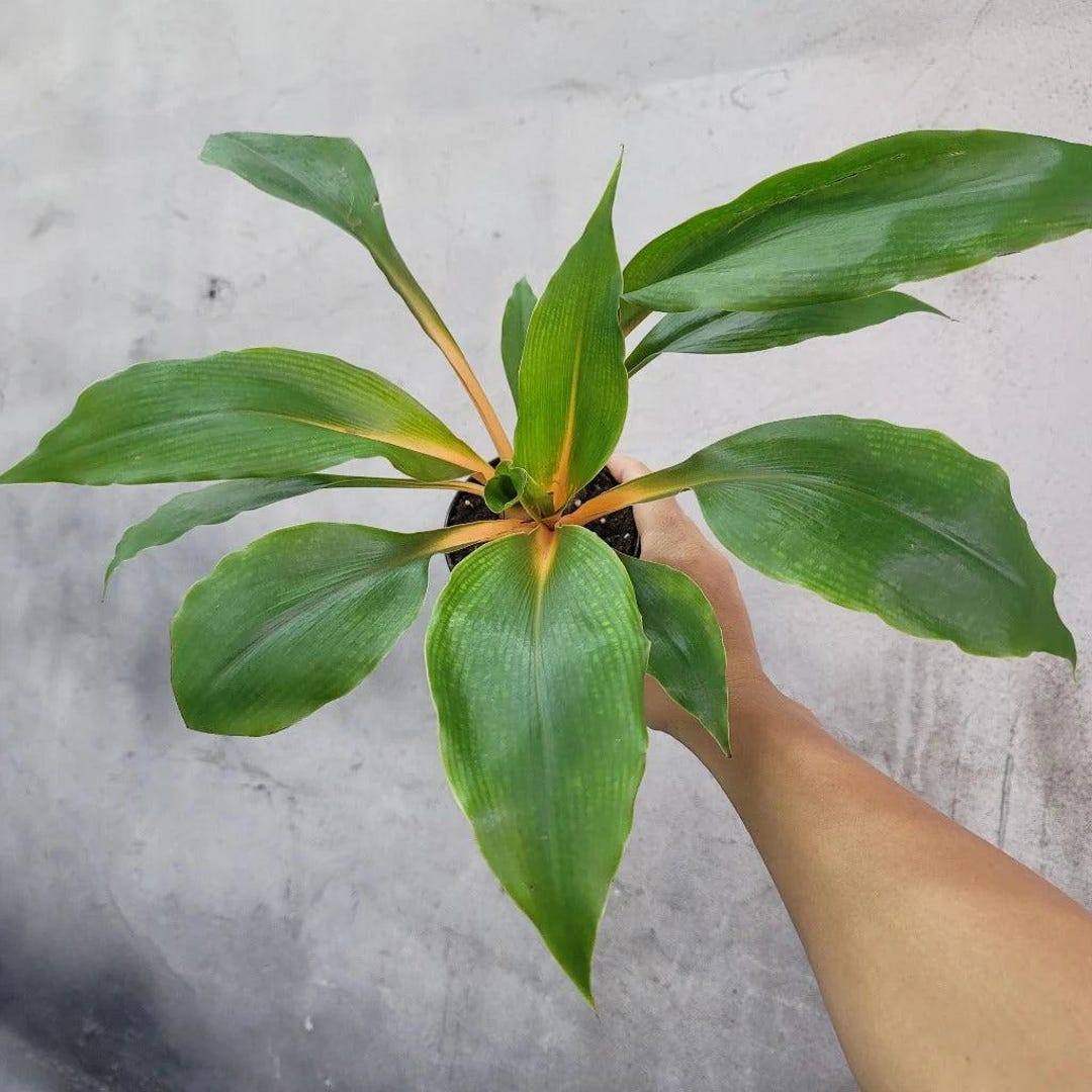 Mandarin Plant 7 Orange Spider Plant fire Flash' chlorophytum Amaniense ...