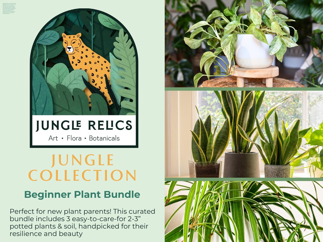 Jungle Collection - 3 Beginner’s Plant Bundle (2-3" Potted Plants) - Etsy