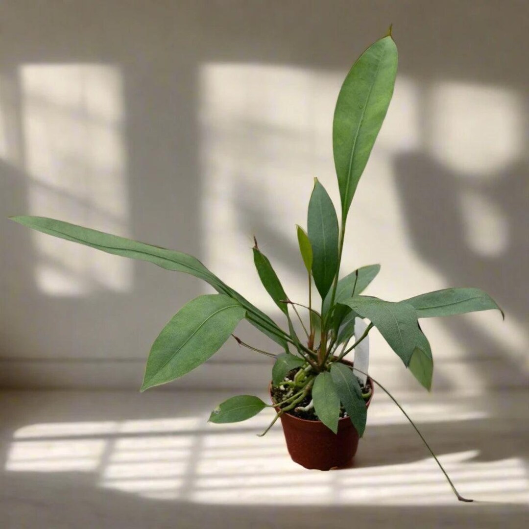 Anthurium Gracile 4" Rare Plant - Etsy