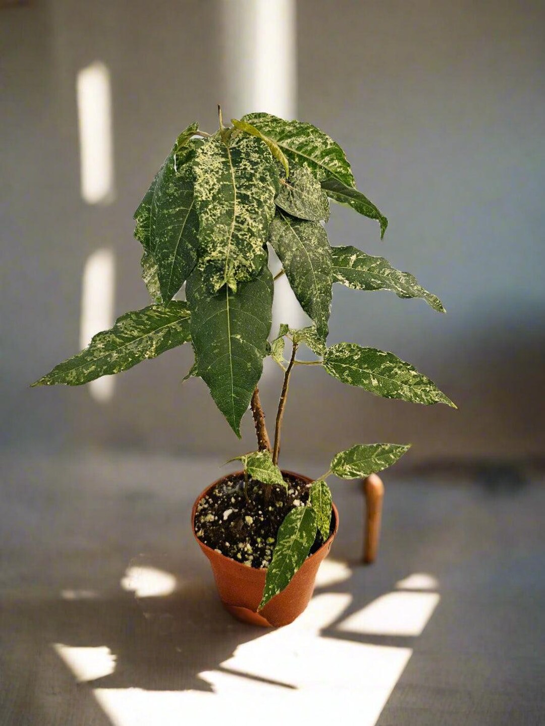Ficus Aspera Mosaic Clown Fig 4 Plant - Etsy