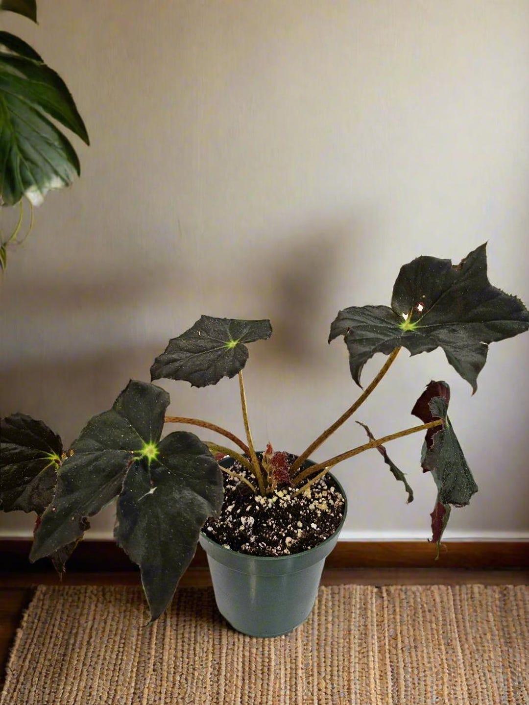 Begonia ‘joe Hayden’ Rare Plant (saxifraga Stolonifera) - Etsy