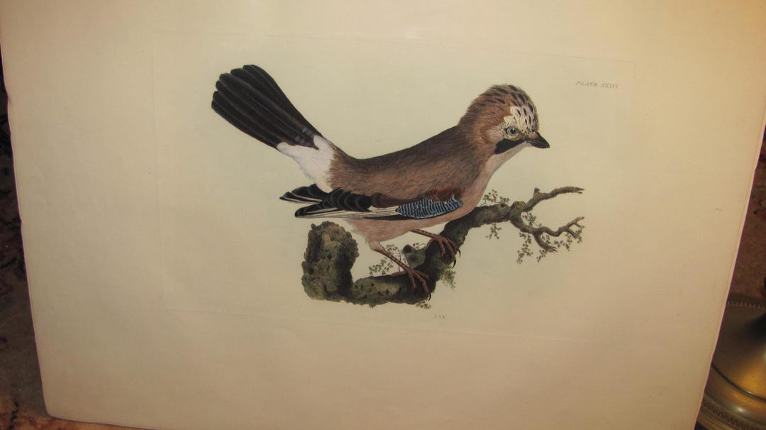 Antique Jay Print, British Selby Print 1841 - Etsy