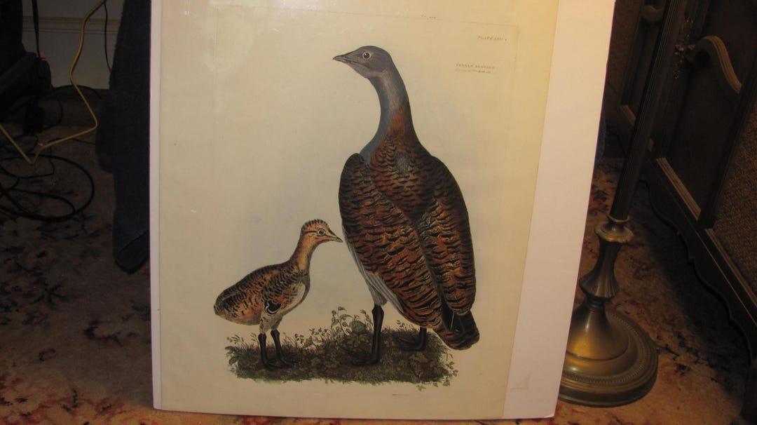 Antique Female Bustard and Young Print, Hand-colored British P.J. Selby ...