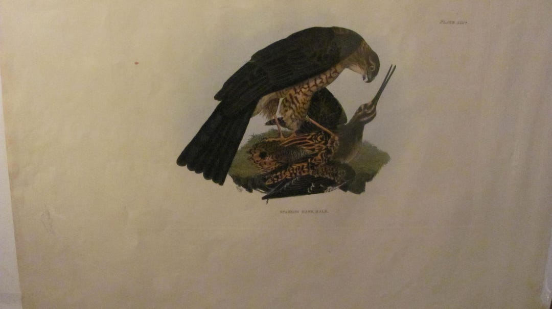 Antique Sparrow Hawk Print; British P.J. Selby Copper Plate Engraving ...