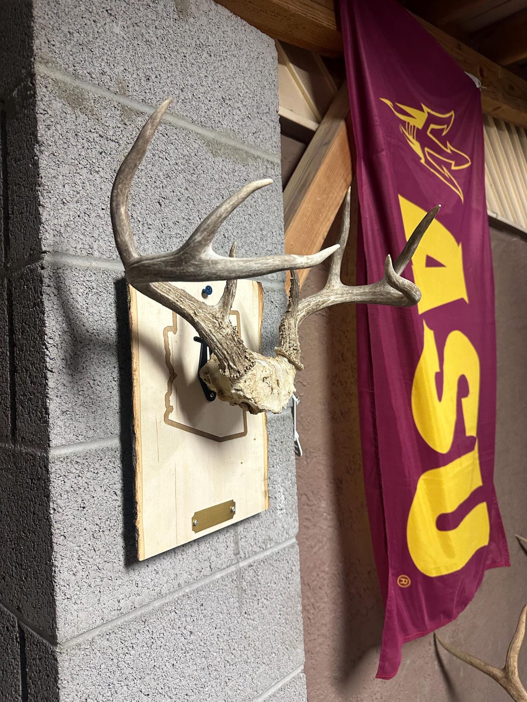 Custom European Deer Mounts - Etsy