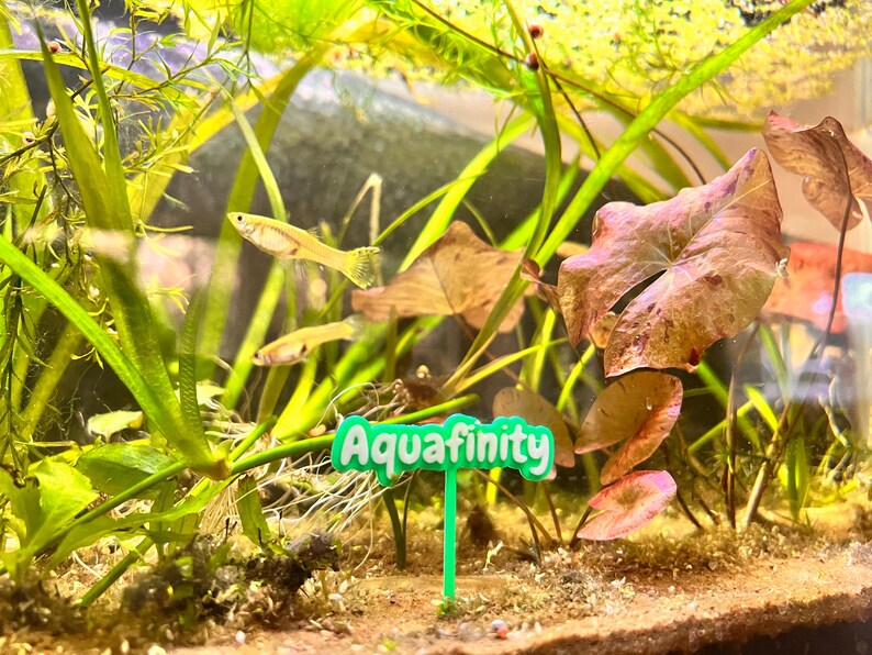 3D Printed Fish Name Tag Sign | Custom Aquarium Name Plate ...