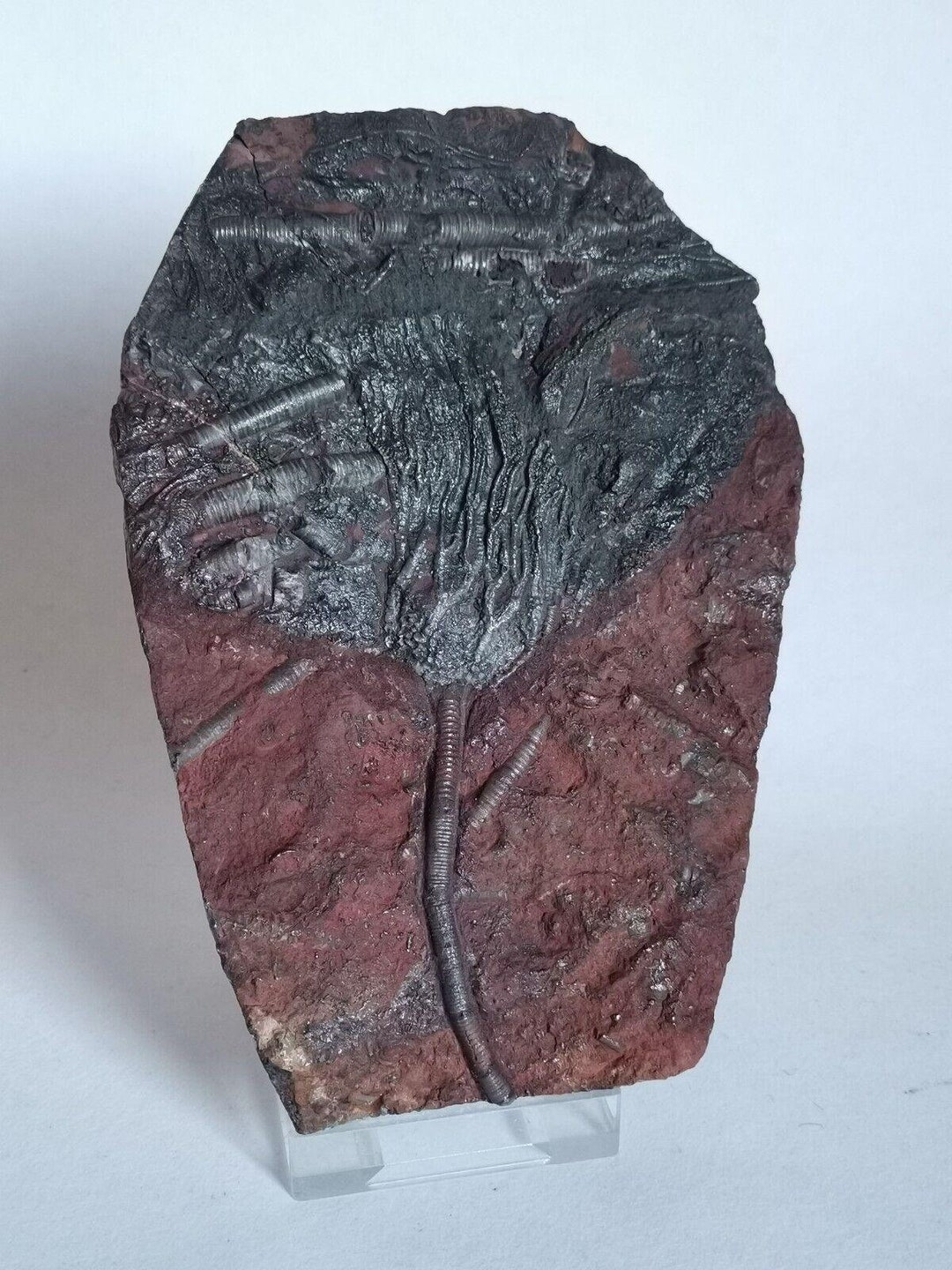 Beautiful Silurian Crinoid on Slab Crinoid Crinoidea Seelilien ...