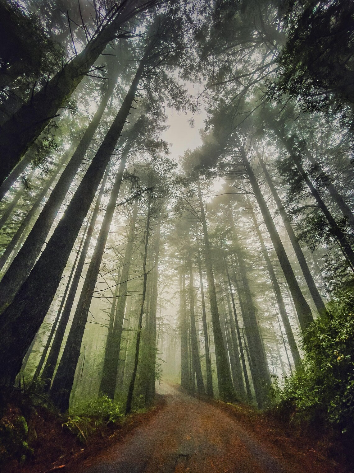 Majestic Redwoods of Mt. Tamalpais color - Etsy