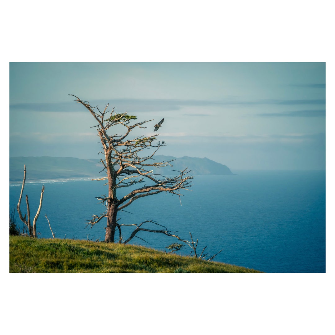 Red-tailed Hawk in Flight: Point Reyes National Seashore - Etsy