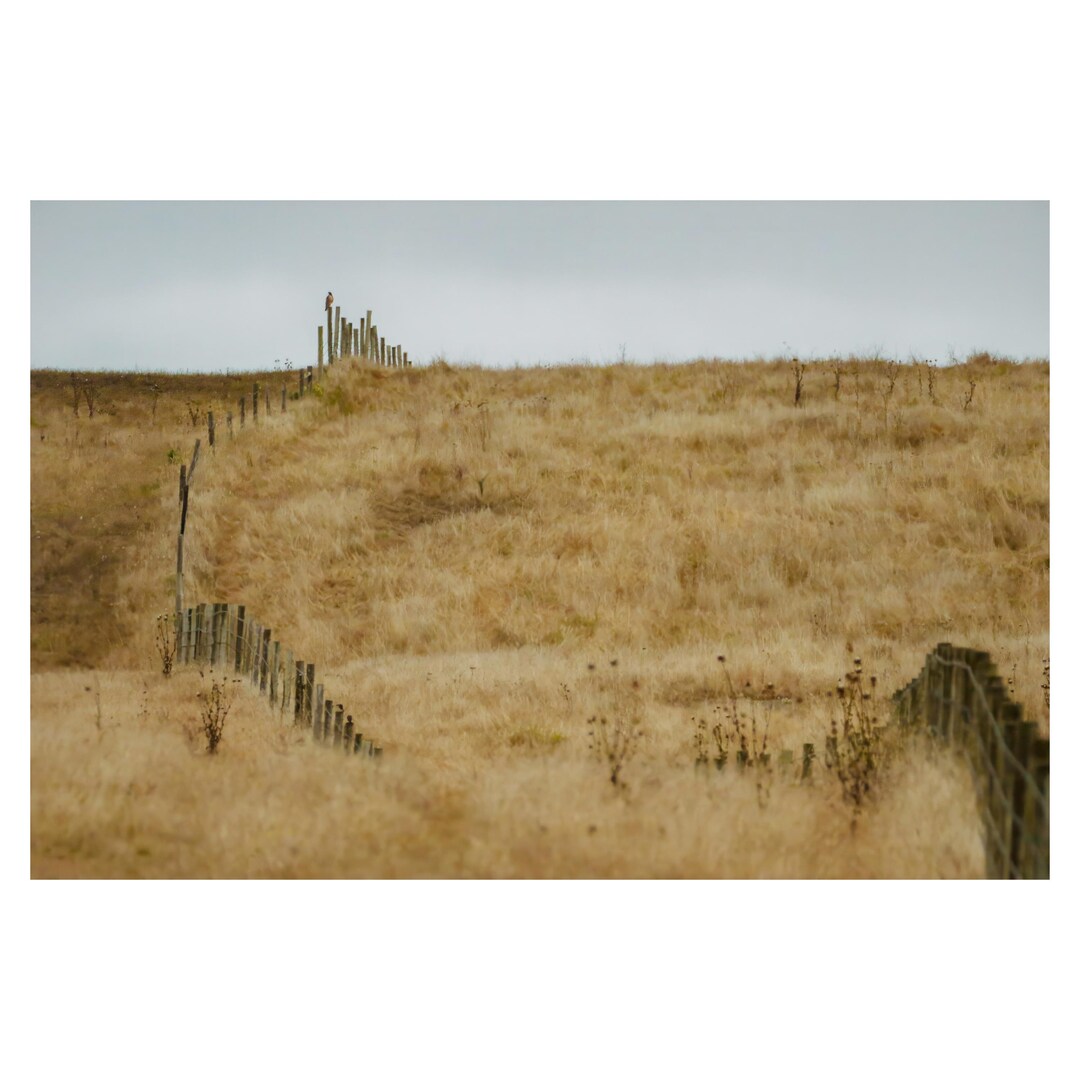 Hawk's Watch From Fence Line – Point Reyes National Seashore - Etsy