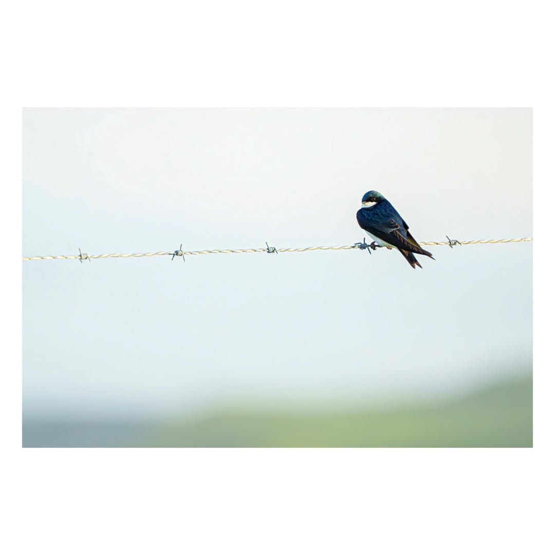 Tree Swallow Photograph – Point Reyes National Seashore Wildlife Print ...