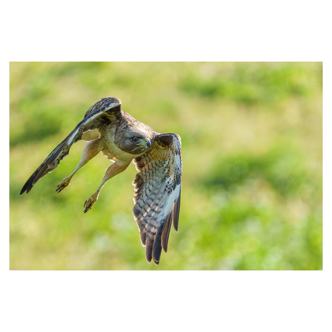 Red-tailed Hawk Mid-flight: Point Reyes National Seashore - Etsy