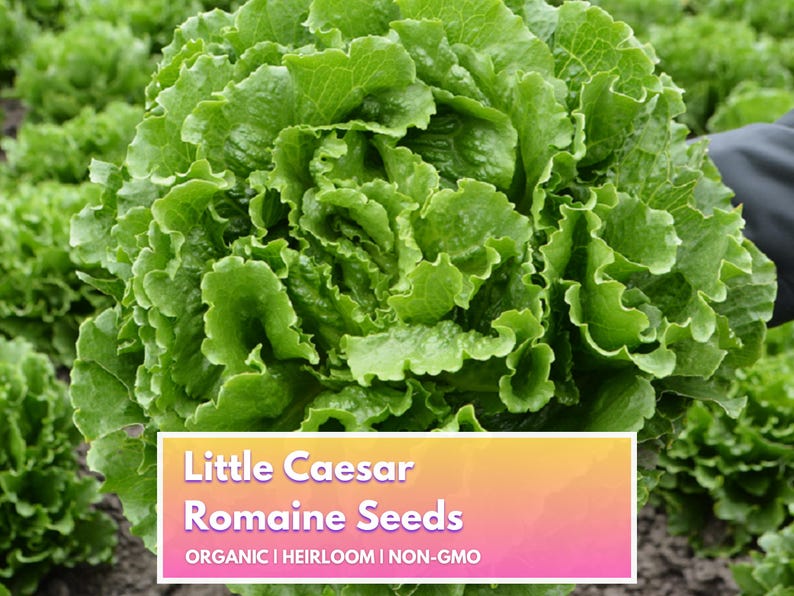 Organic Romaine Lettuce Seeds: Little Caesar Variety - Heirloom Non-gmo ...