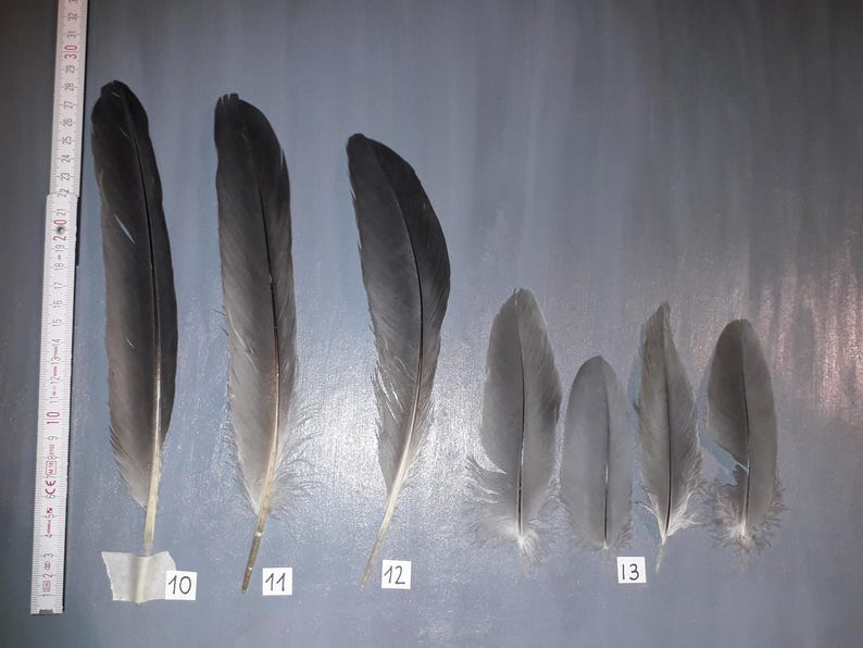 Grey Heron Feathers - Etsy