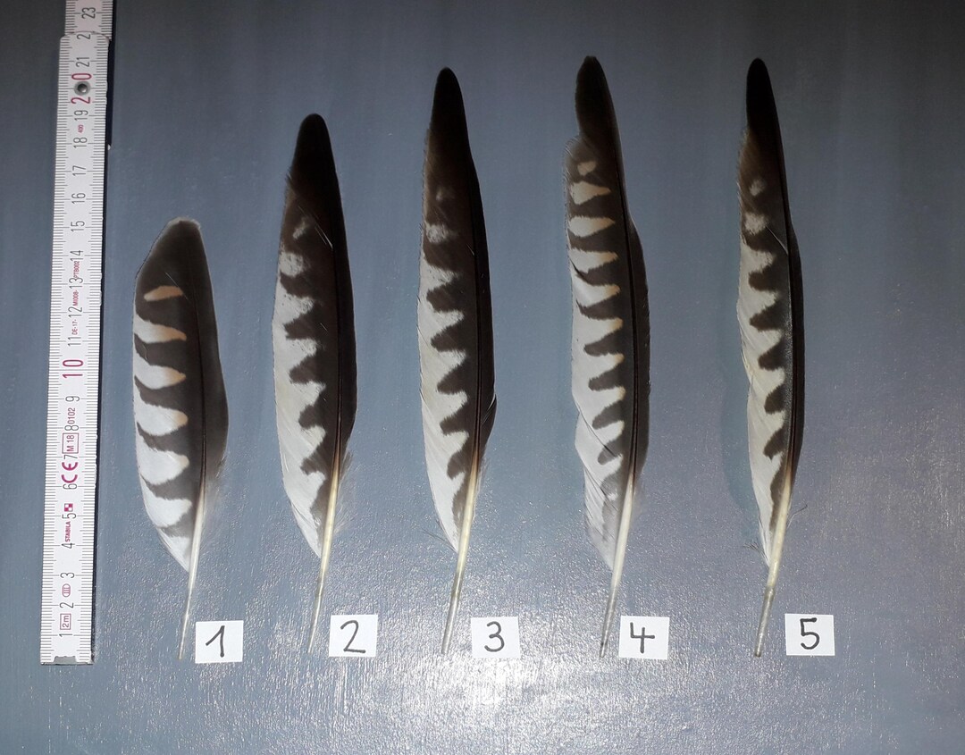 Common Kestrel Feathers - Etsy
