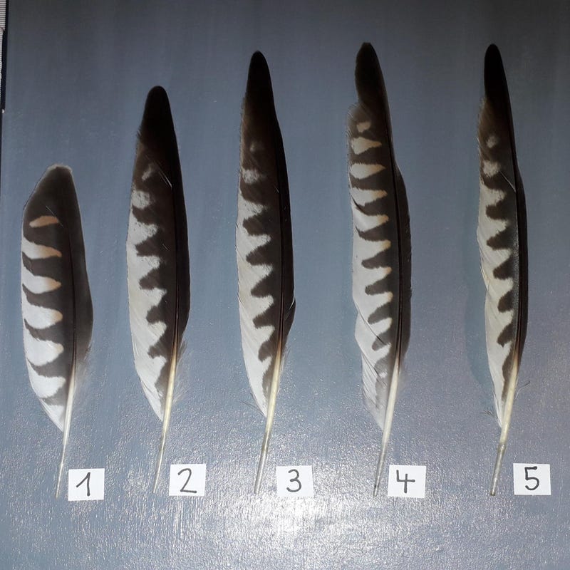 Kestrel Feathers - Etsy