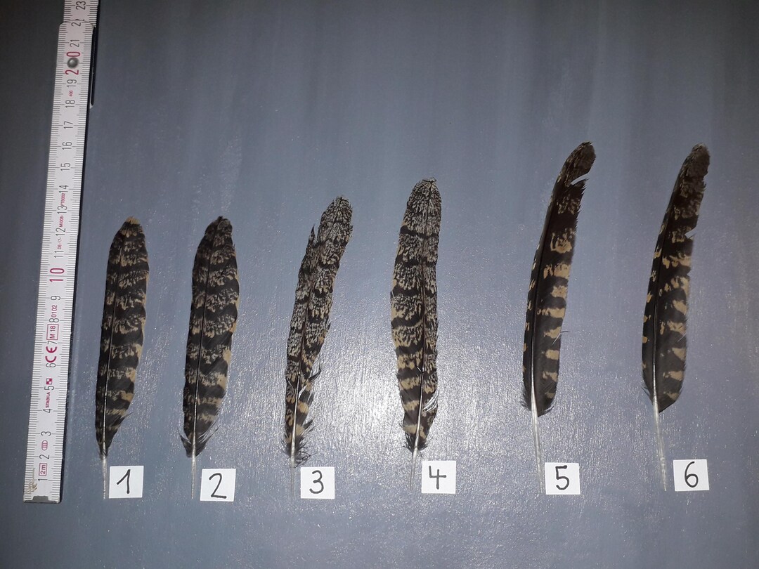 European Nightjar Feathers - Etsy UK