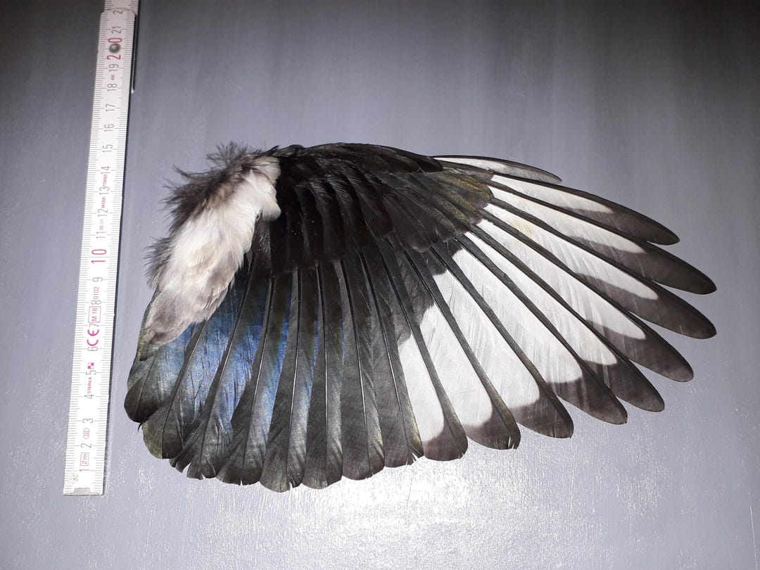 Eurasian Magpie Complete Wing - Etsy