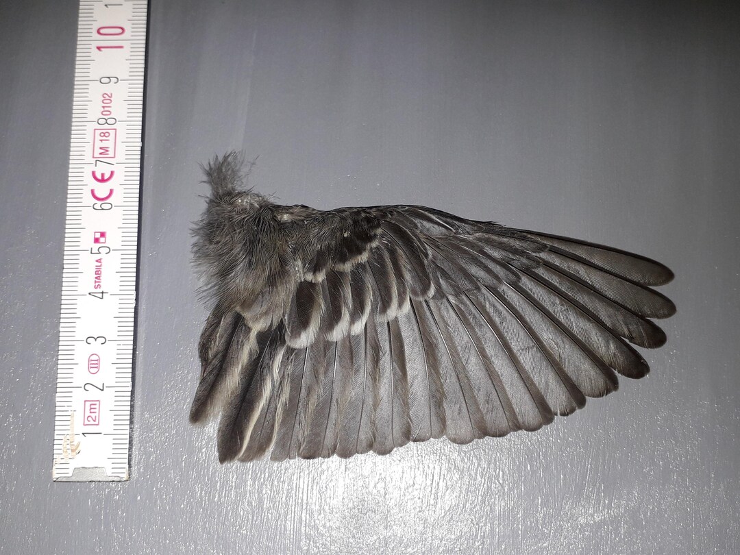 White Wagtail Complete Wing - Etsy