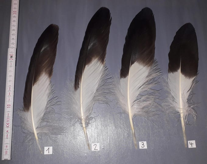 Golden Eagle Feathers - Etsy