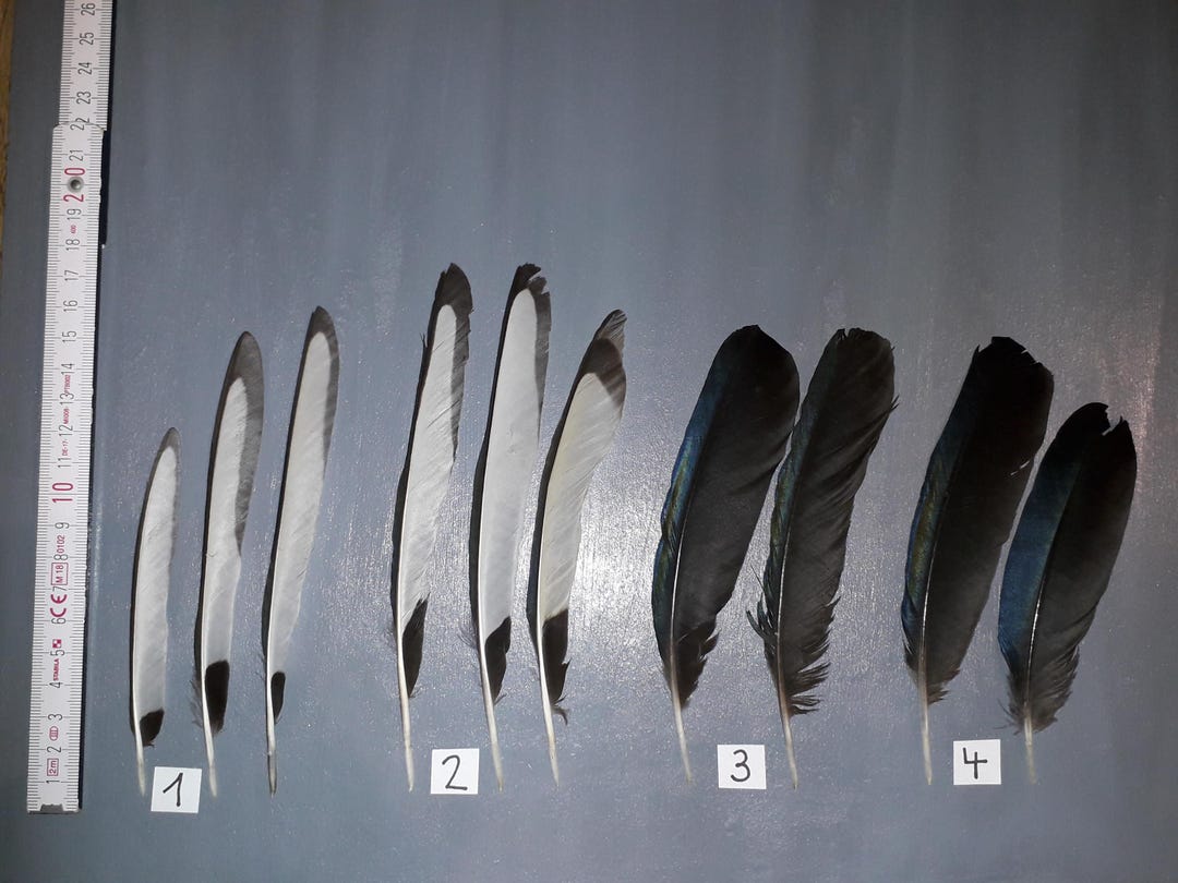 Eurasian Magpie Feathers - Etsy