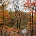 Rumination PRINT Autumn Fall Colors Photo Bare Tree Branches, Home ...