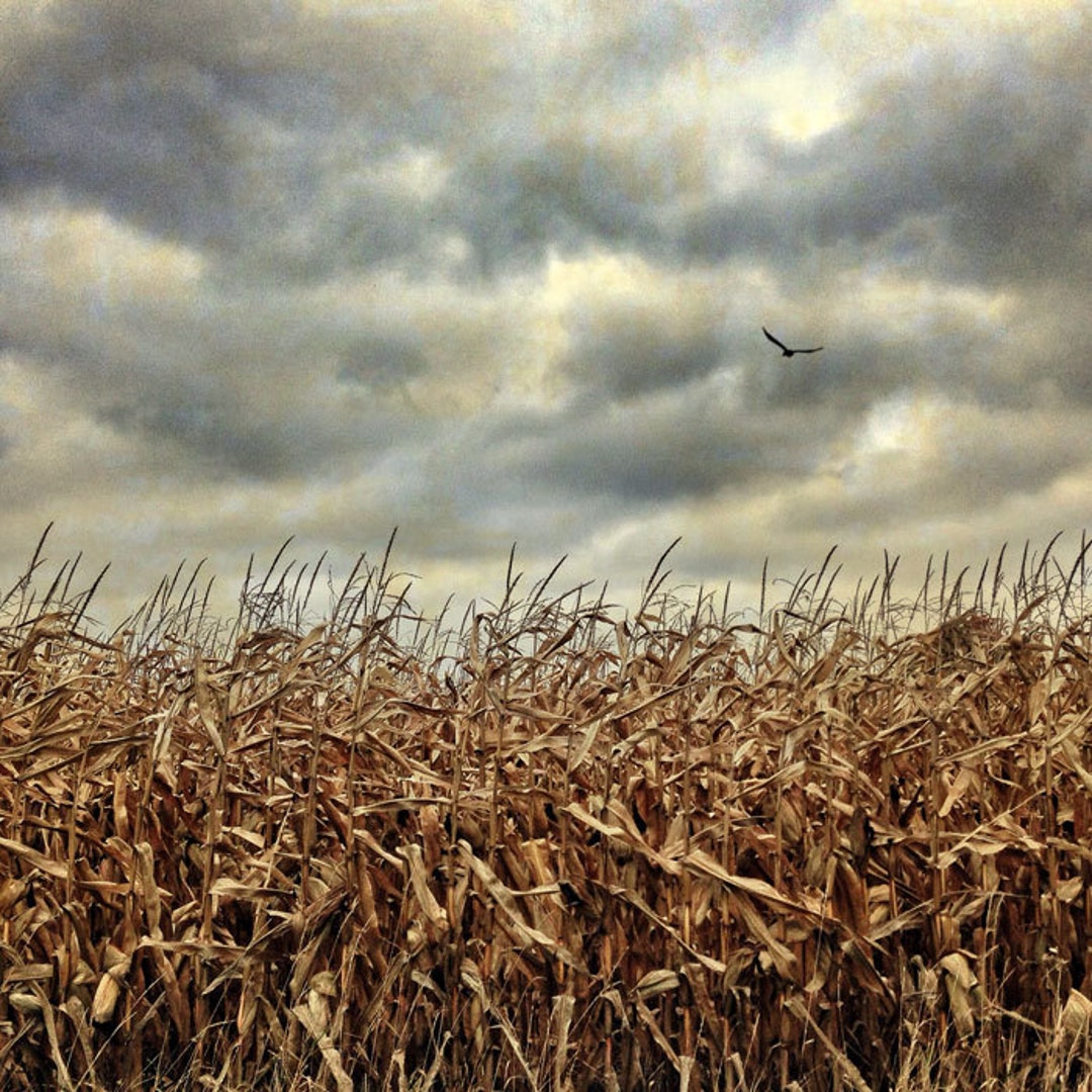 Corn Field Autumn Photo, Country Fall Nature Photography, Landscape ...