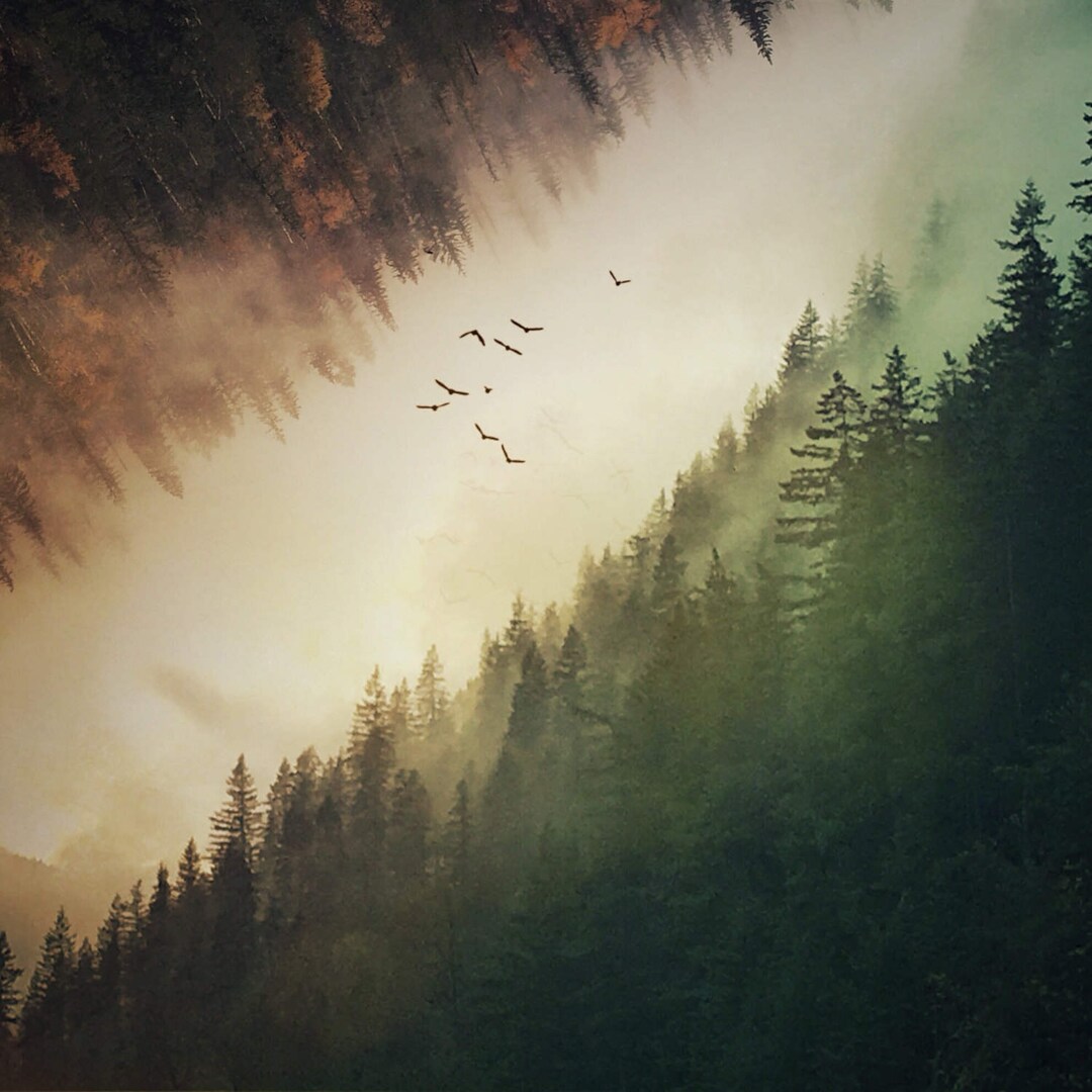 Surreal Forest Photo Nature Photography Ethereal Atmospheric - Etsy