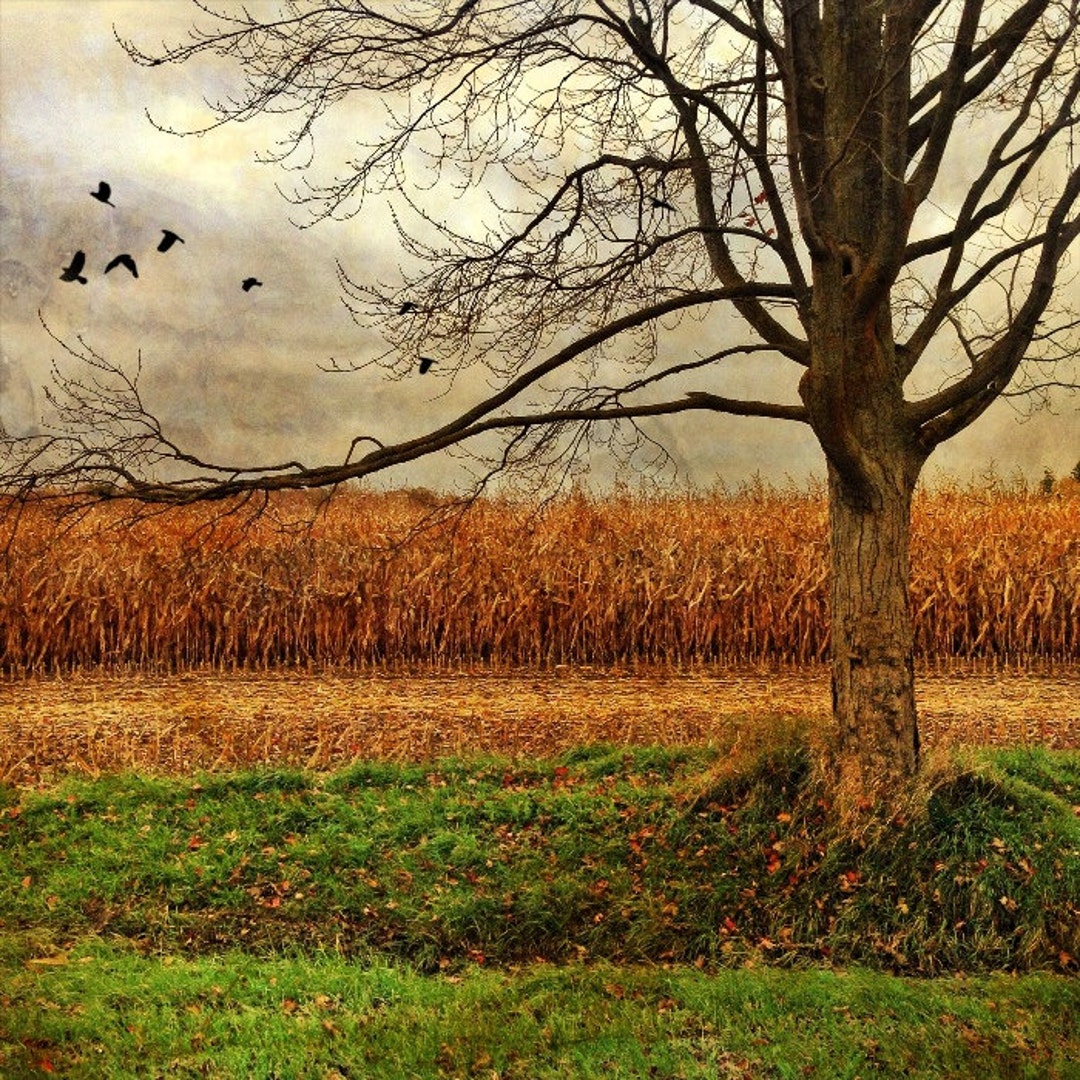 October Muse PRINT - Autumn Tree Photo, Country Thanksgiving Decor ...