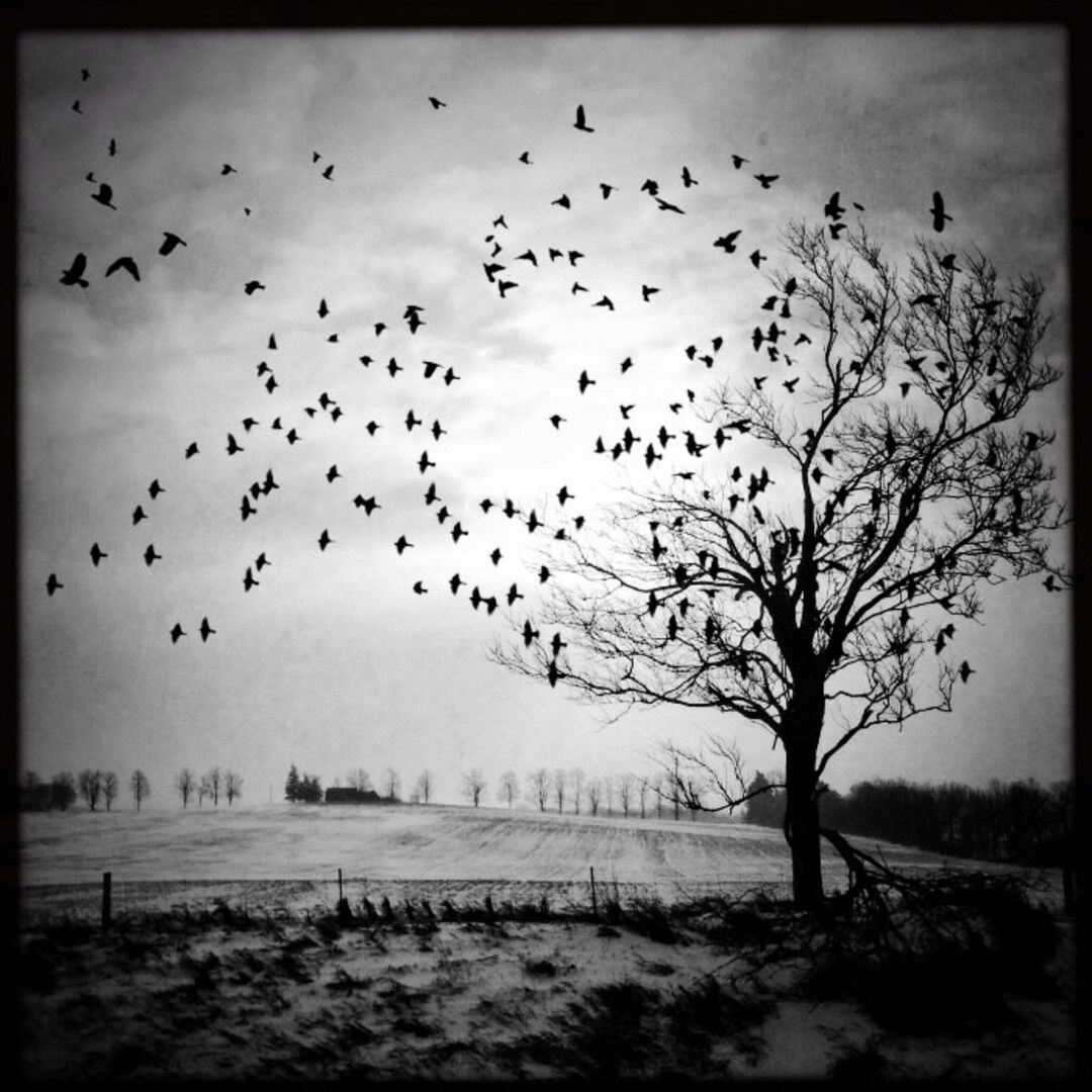 Metamorphosis - Dramatic Tree Photo PRINT, Fine Art Decor Birds Flying ...