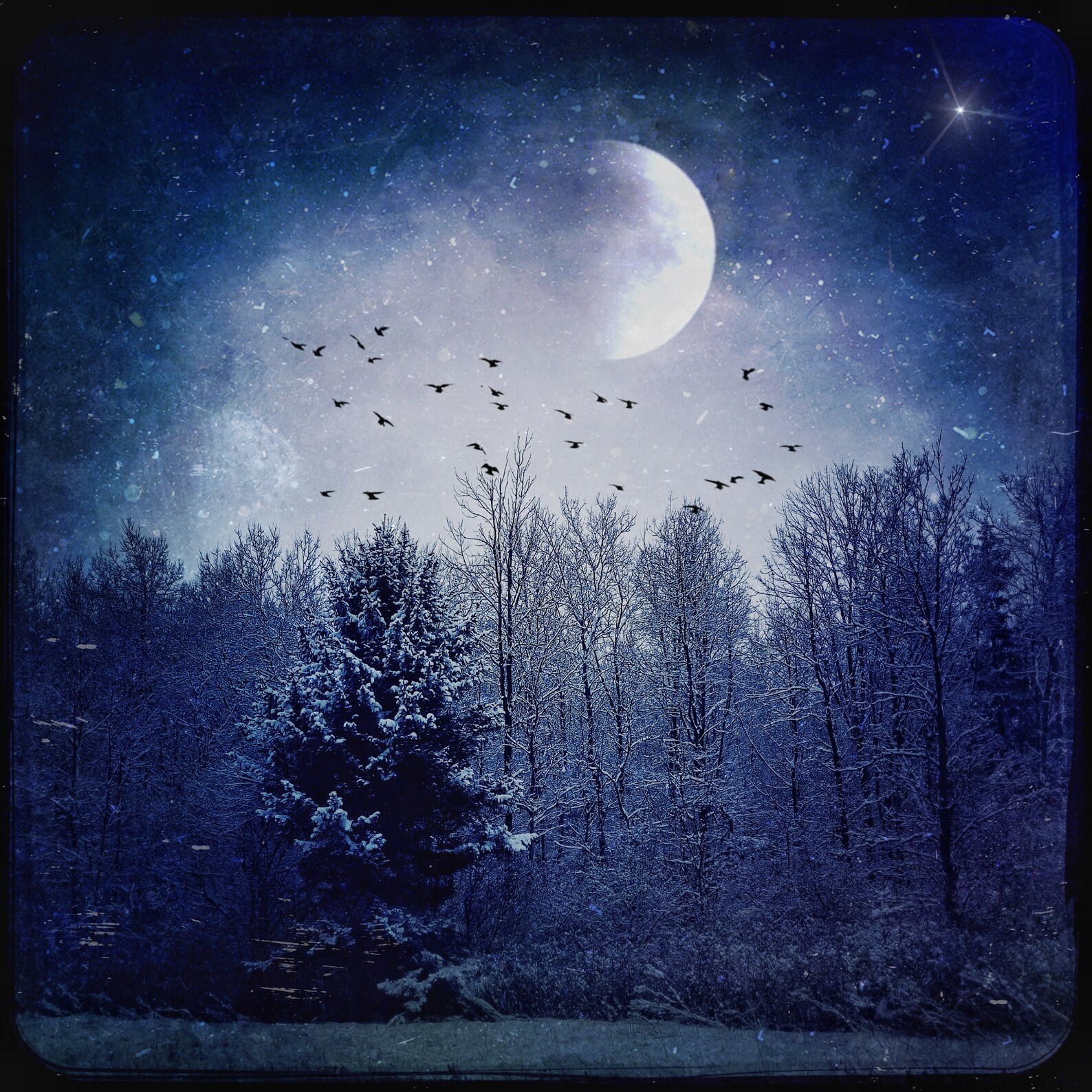 Long Nights Moon PRINT - Winter Solstice Photo Snow Forest Wall Art ...