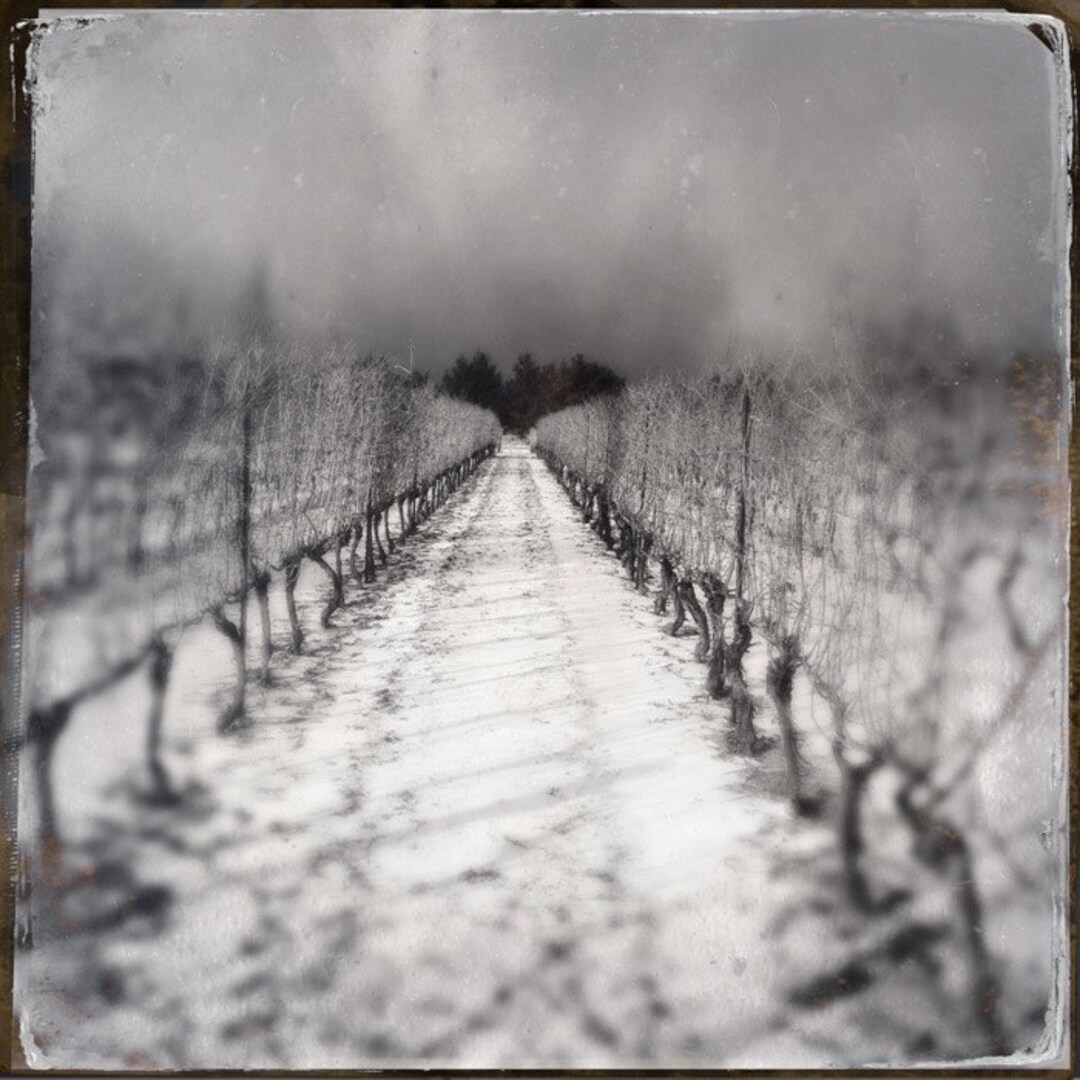 Winter Wine PRINT Vineyard Photo Black and White Snow Winery, Home ...