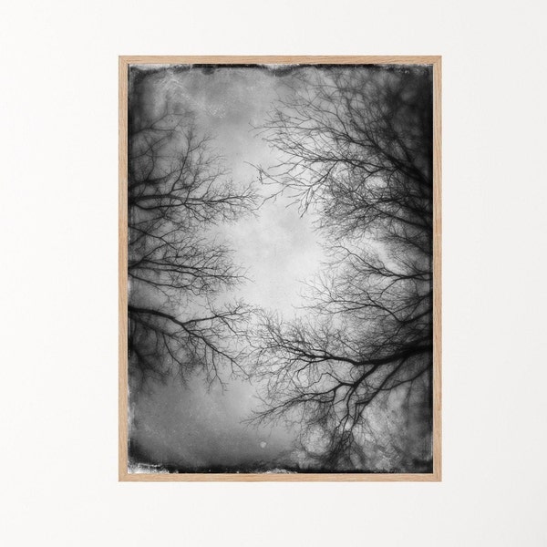 Bare Tree Photograph - Etsy