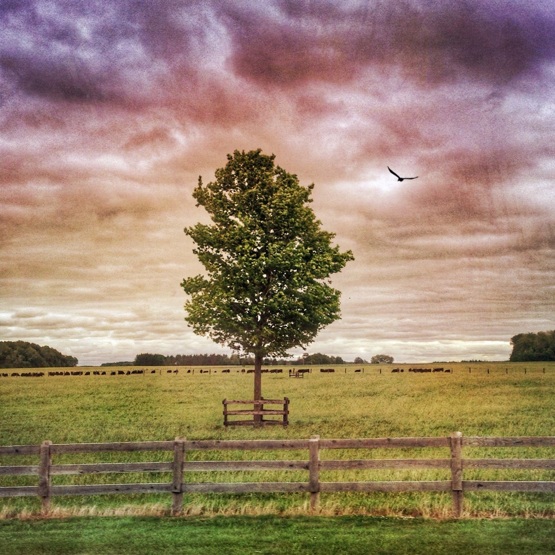 Magical Season PRINT Spring Tree Photo Nature Photograph Rural Country ...