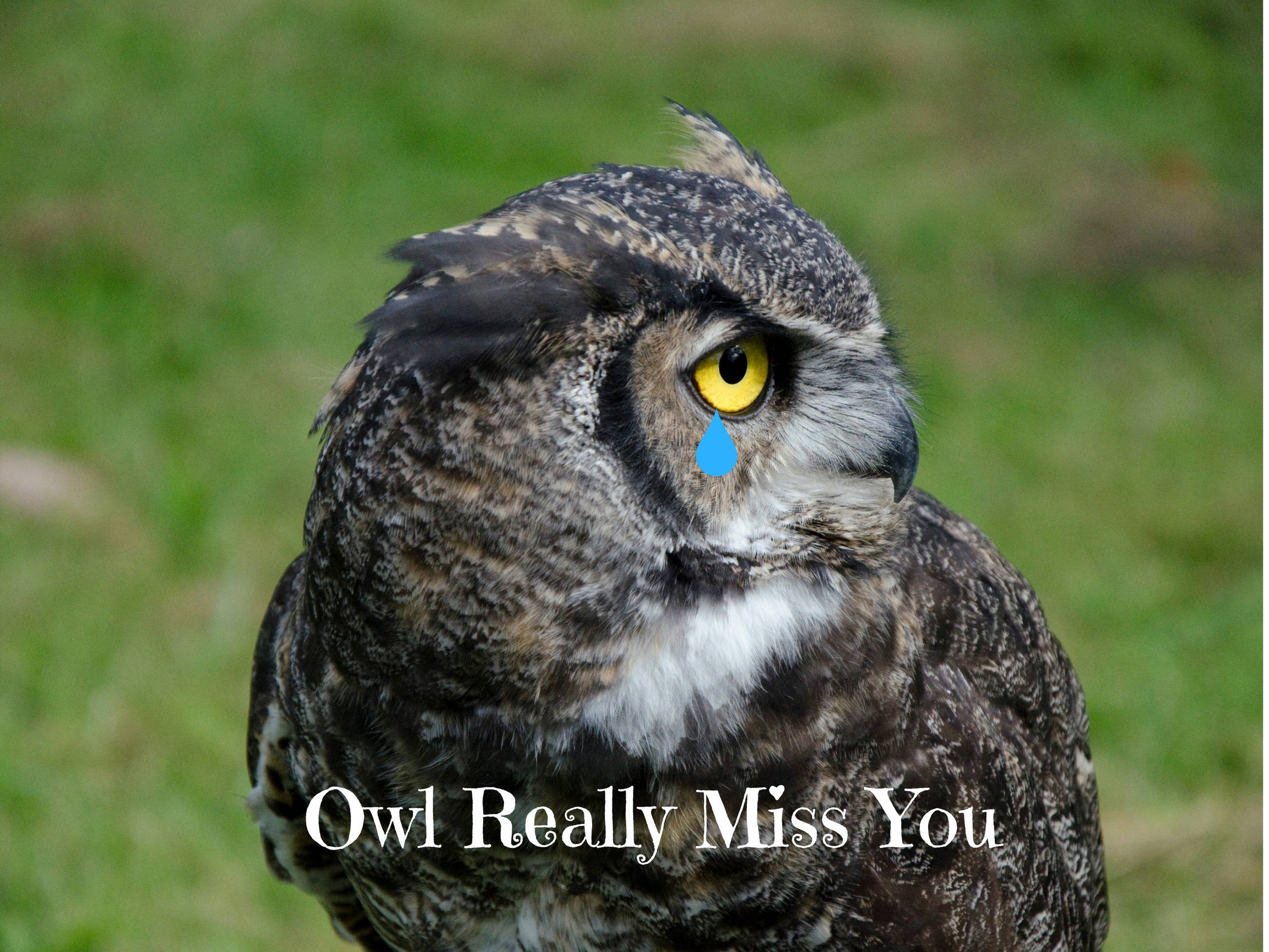Owl Really Miss You Photo Greeting Card 4x5 miss you cards | Etsy
