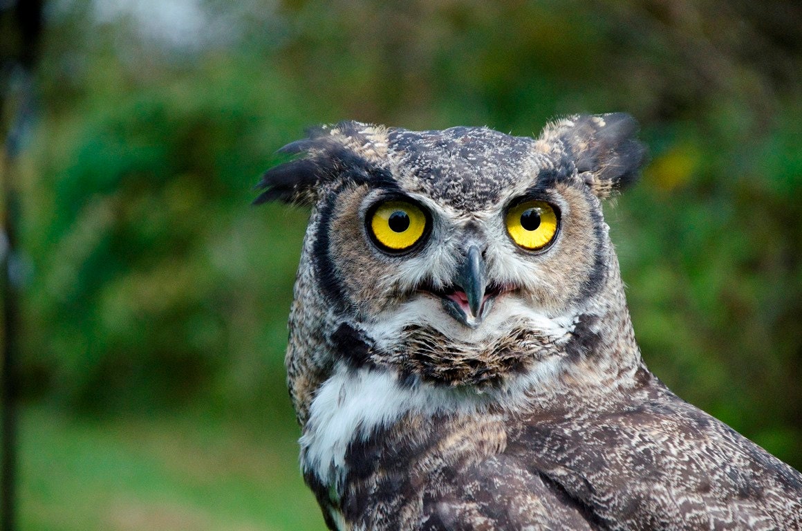 Owl Photo PRINT great horned owl wildlife photography | Etsy