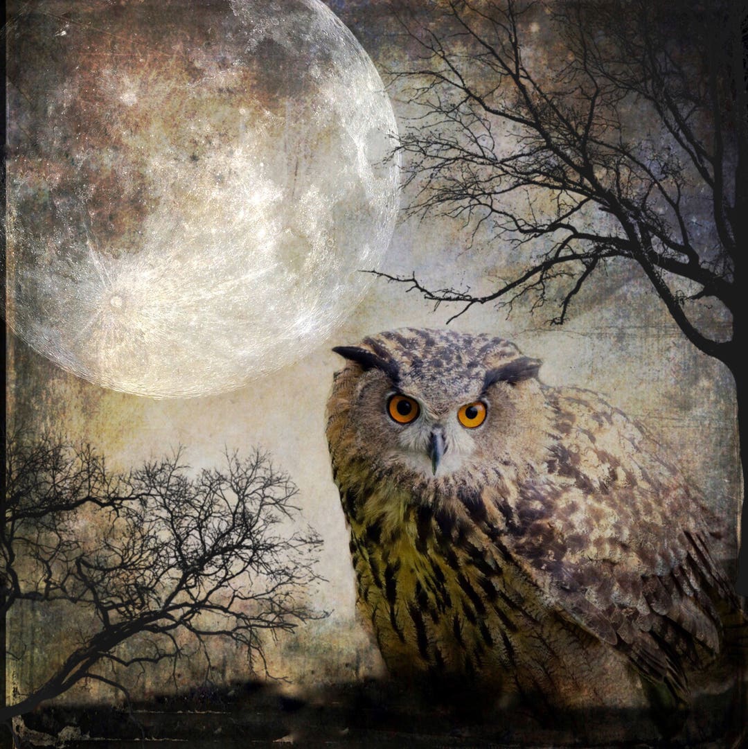 Owl Moon Photograph Full Moon Spirit Animal Bird Great - Etsy