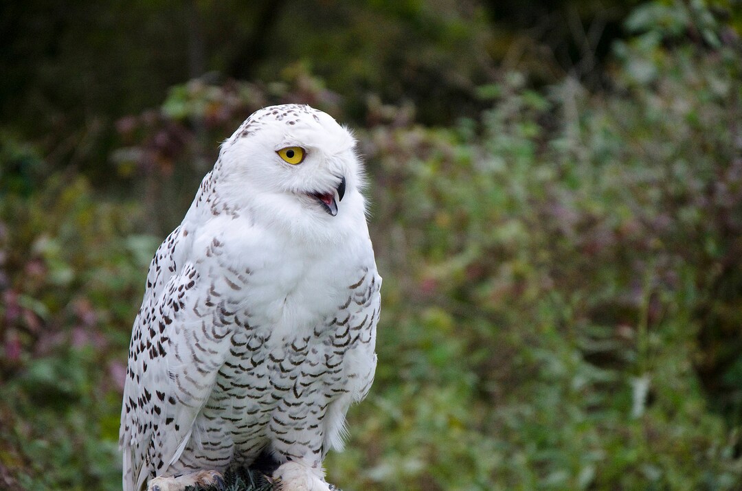 Snowy white owl photo PRINT, photographie animalière animaux nature en ...