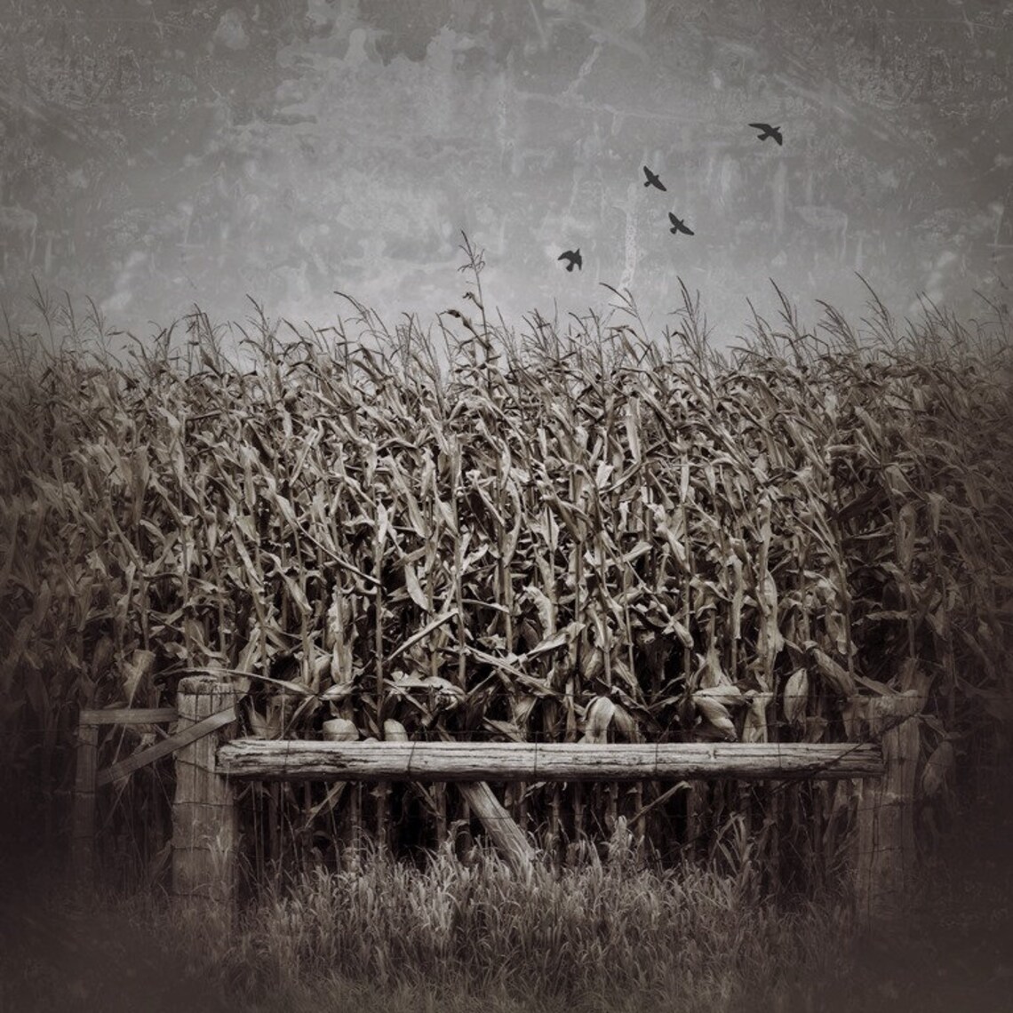 Corn Field Photo Rustic Wall Art Farm Decor Landscape - Etsy