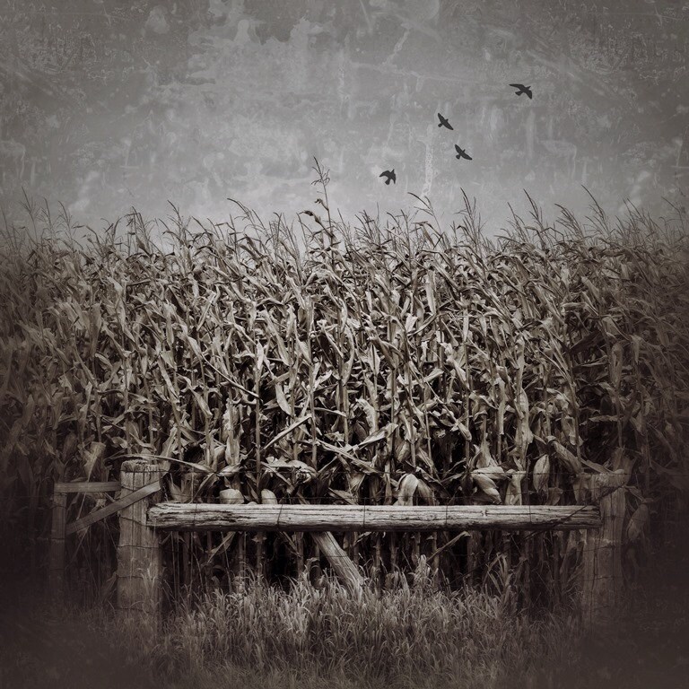 Corn Field Photo Rustic Wall Art Farm Decor Landscape - Etsy