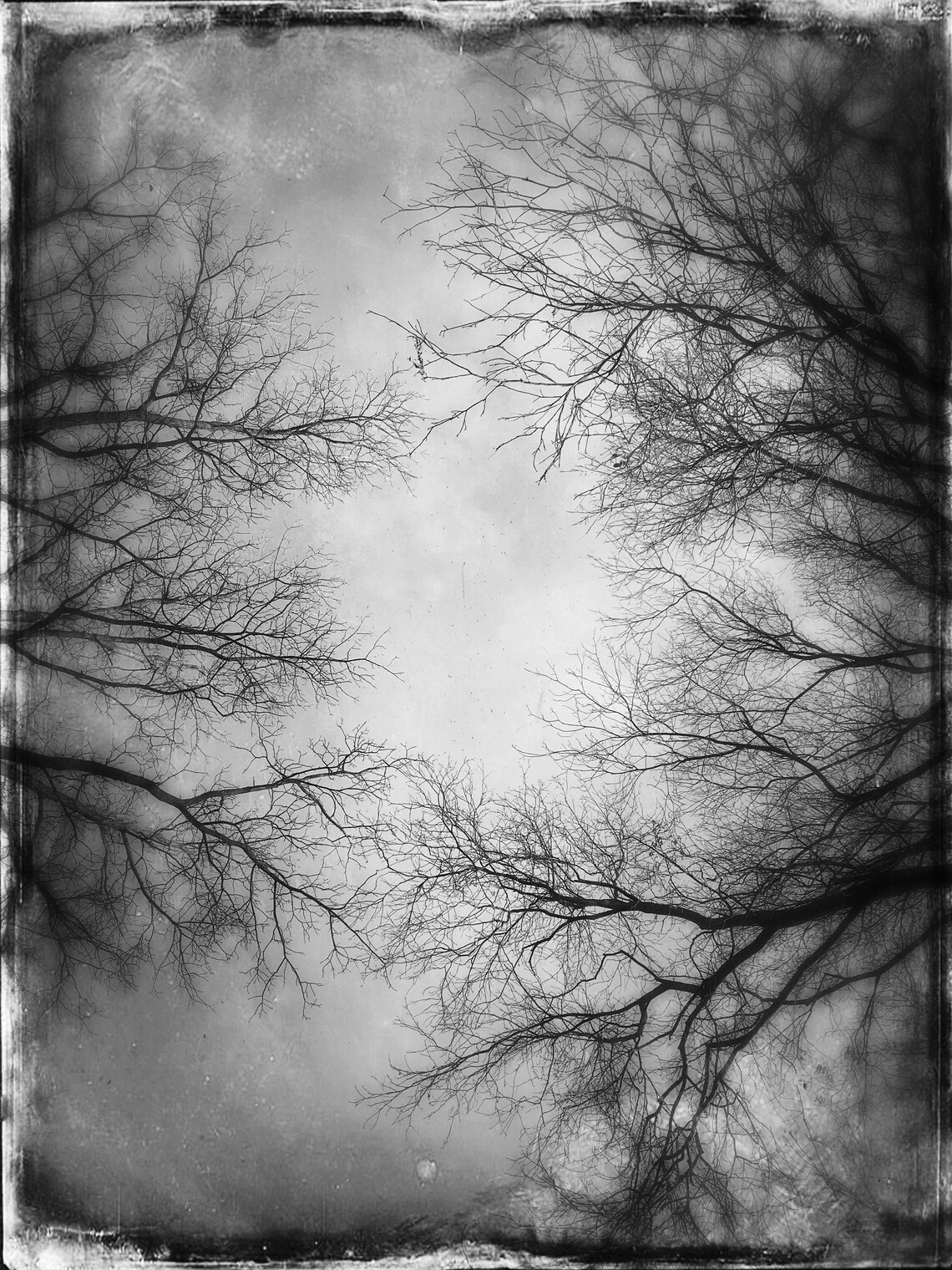 Intertwined PRINT Bare Tree Branch Photo Black and White - Etsy