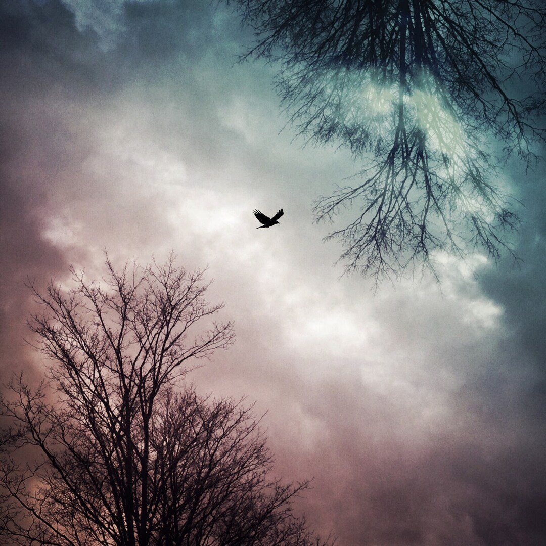 Dramatic Sky Photo PRINT Fine Art Decor Bird Flying - Etsy
