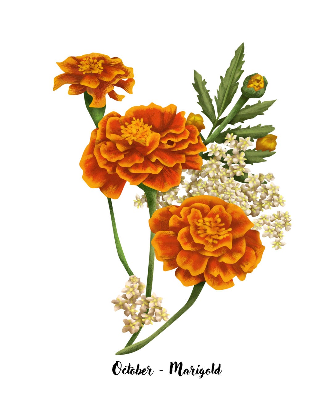 October Birth Flower: Watercolor Marigold Printable (PNG File) - Etsy