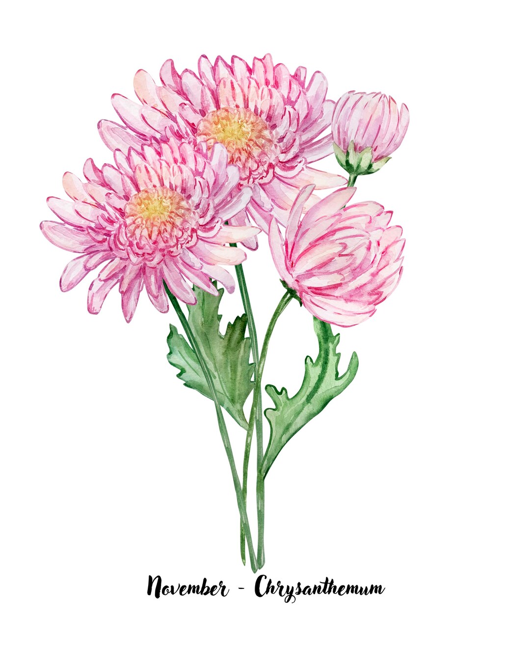 November Chrysanthemum Watercolor Print: Birth Month Flower (PNG File ...