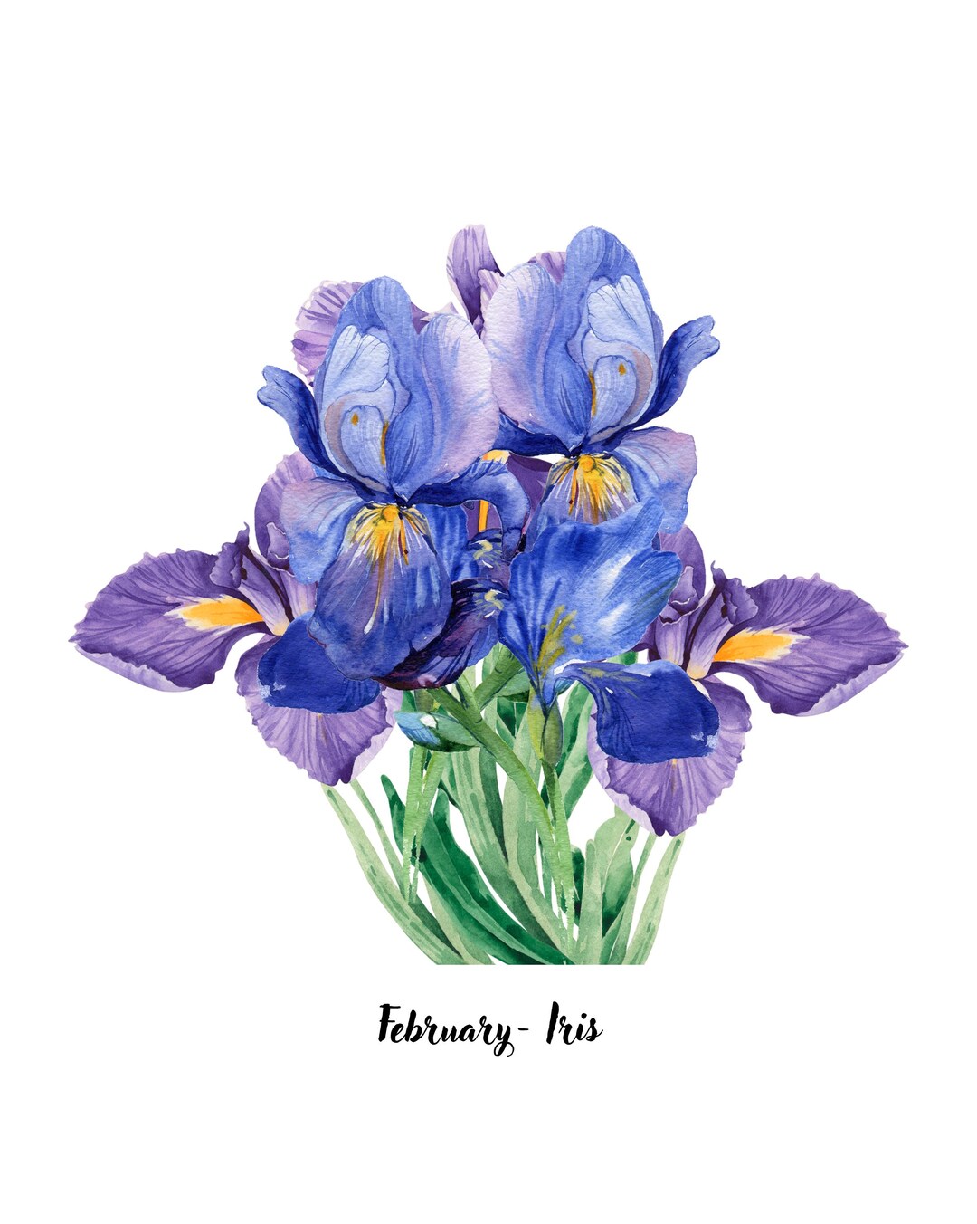 Birth Month Flower, February Iris, Watercolor Iris, Printable Wall Art ...