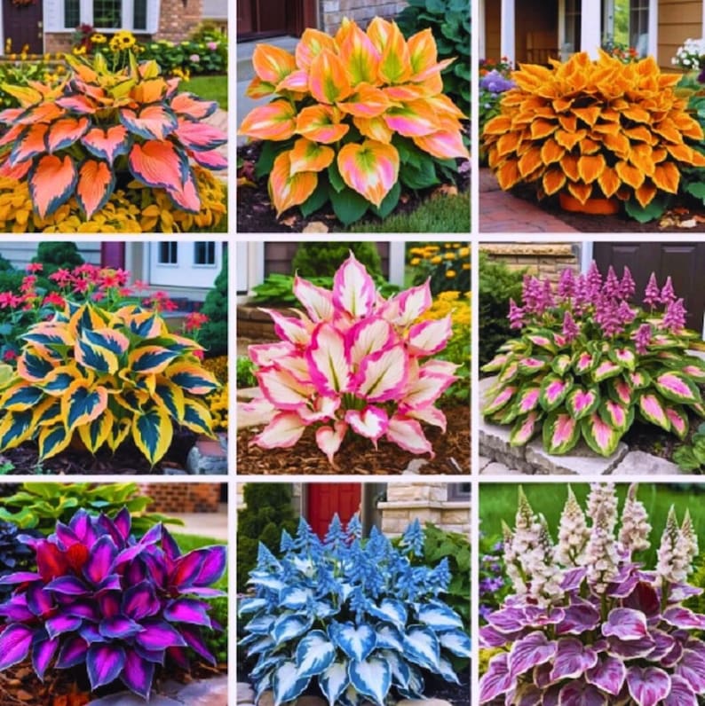 Hosta Perennial for Planting Outdoor Garden Non GMO Hardy 160 Seeds - Etsy